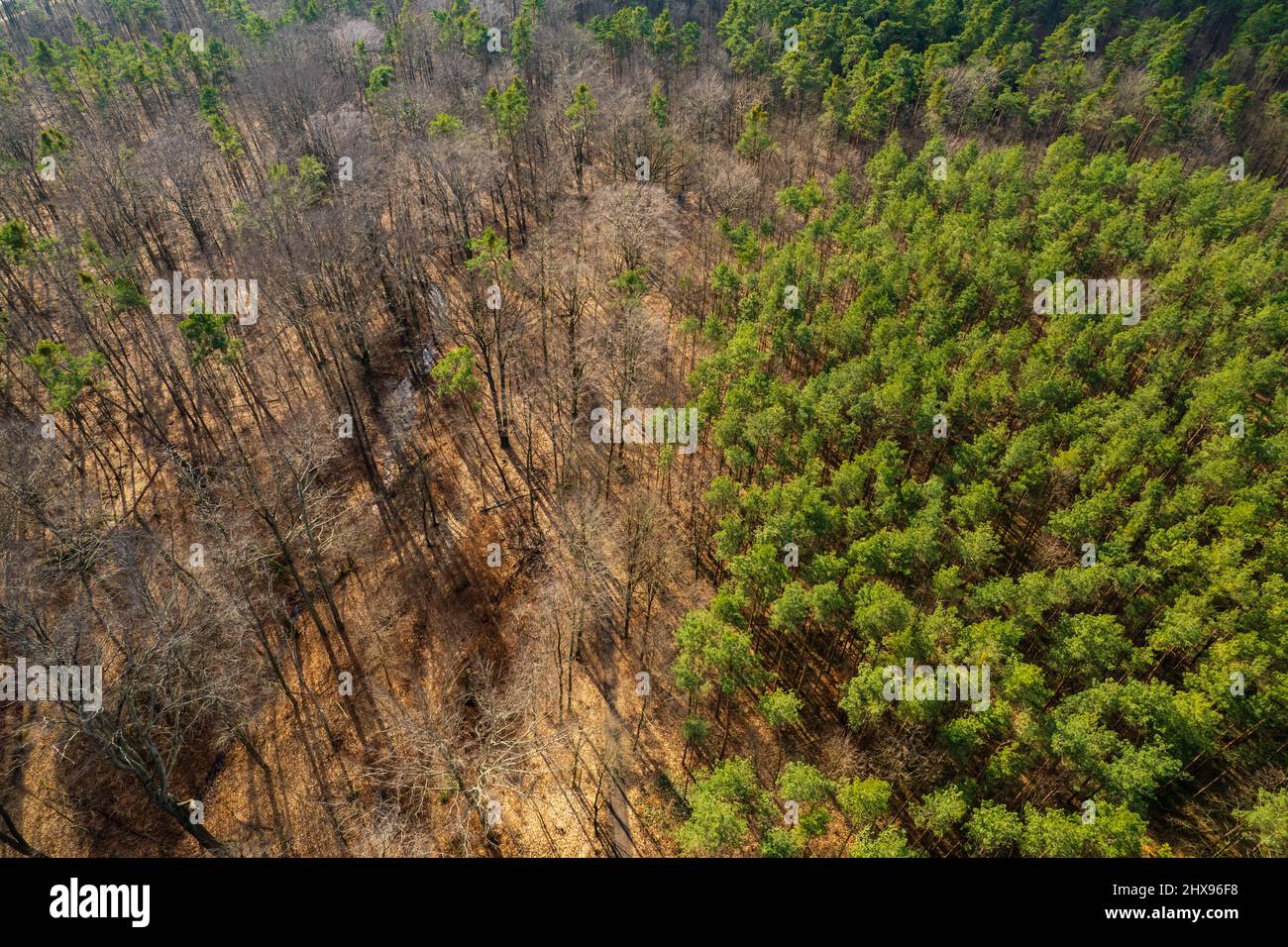 Green leafless hi-res stock photography and images - Alamy