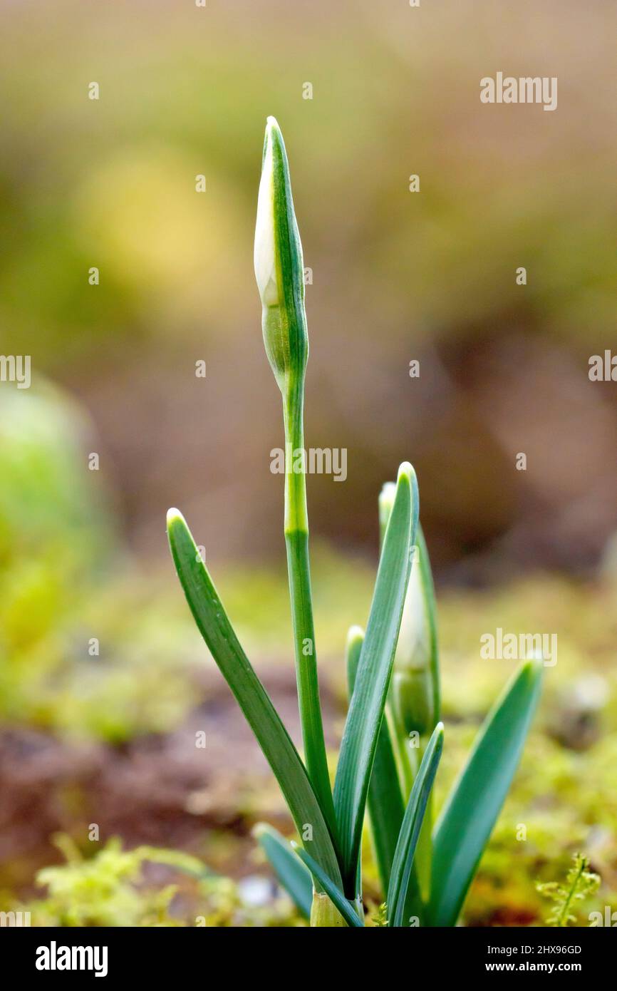 Snowdrop (galanthus nivalis), close up highlighting a single plant ...