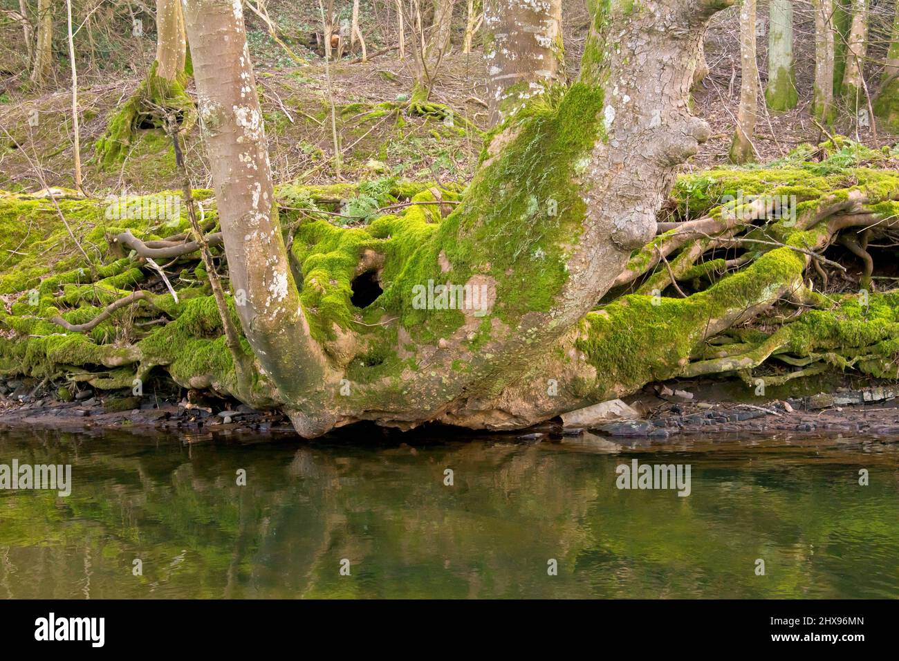 Exposed tree root system hi-res stock photography and images - Alamy