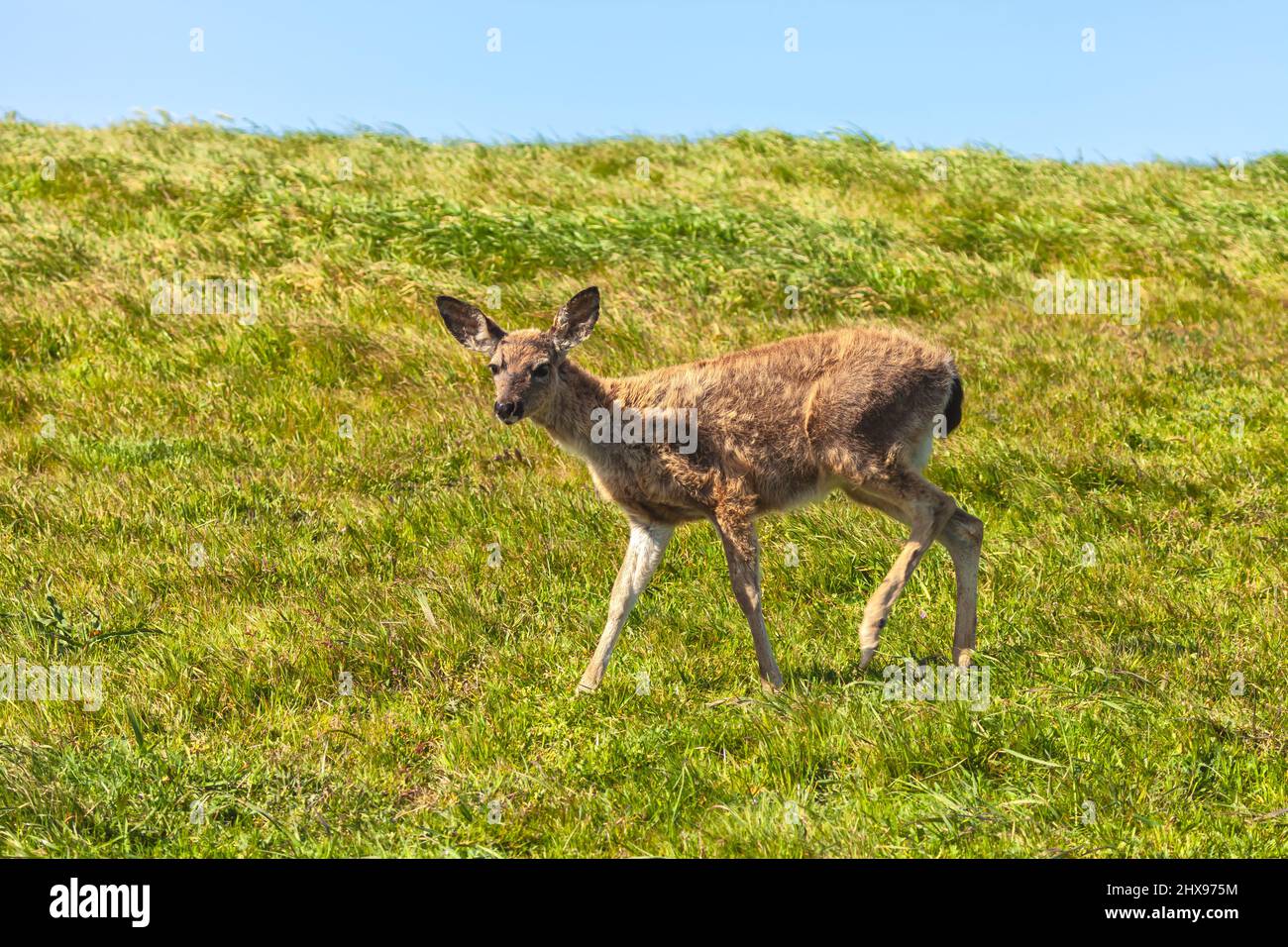 Young mule deer (Odocoileus hemionus) stands in the grassland, Point ...