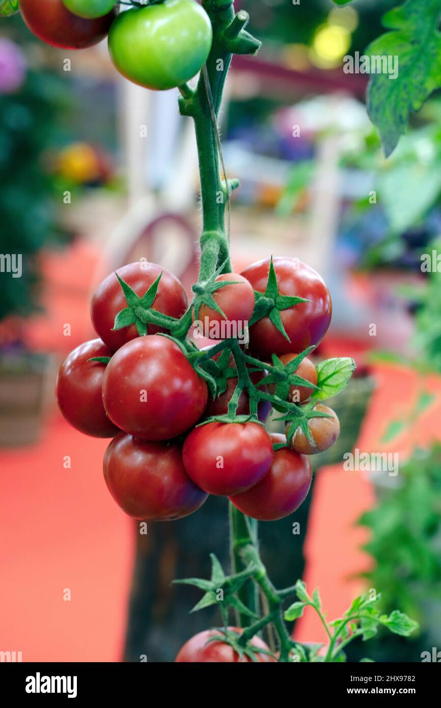 fresh vegetables from Qatar farms Stock Photo - Alamy