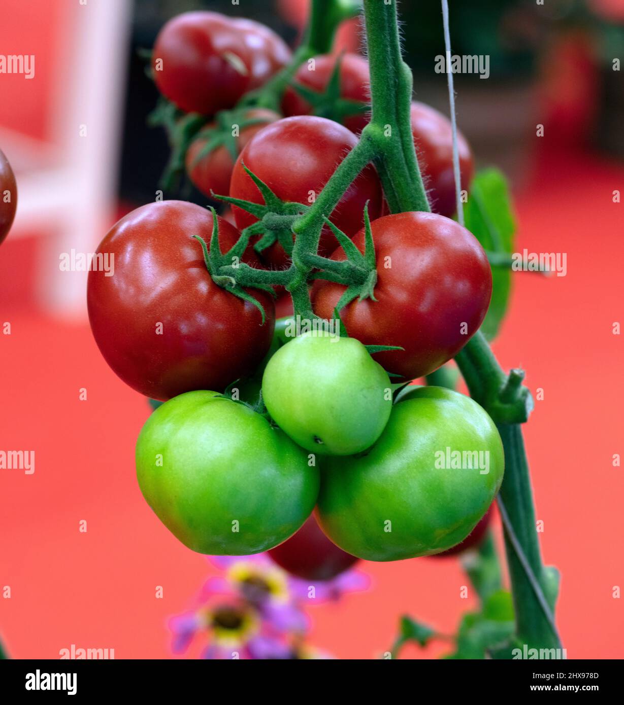 Farm vegetables animals hi-res stock photography and images - Alamy
