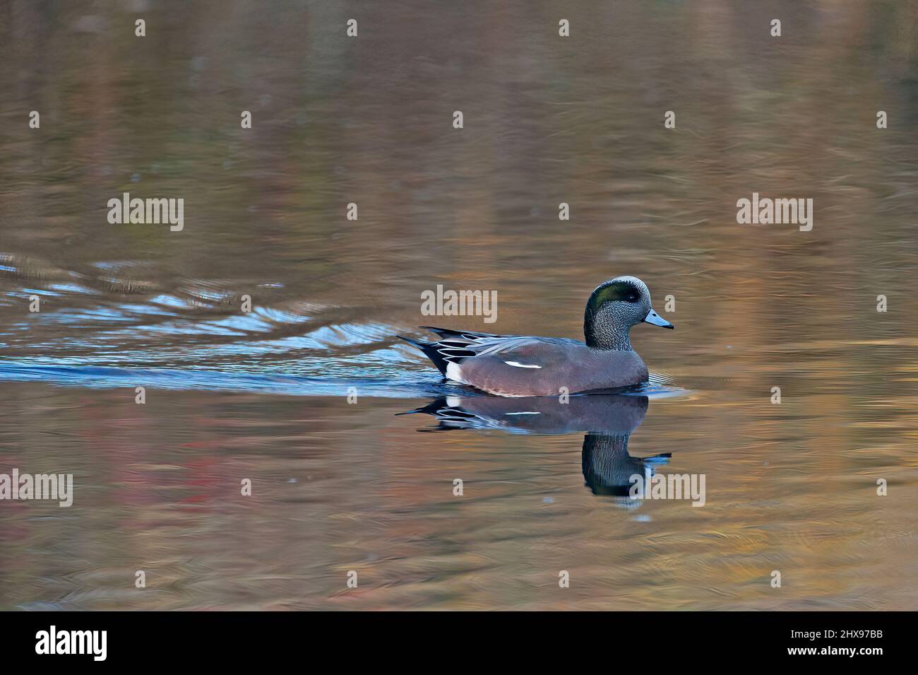 American widgeon hi-res stock photography and images - Alamy