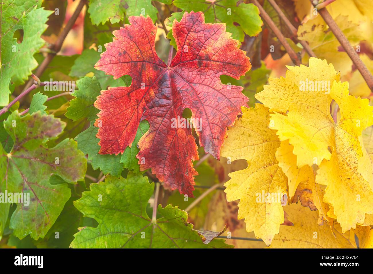 A close-up photograph captures the vibrant colors of autumn leaves on a ...