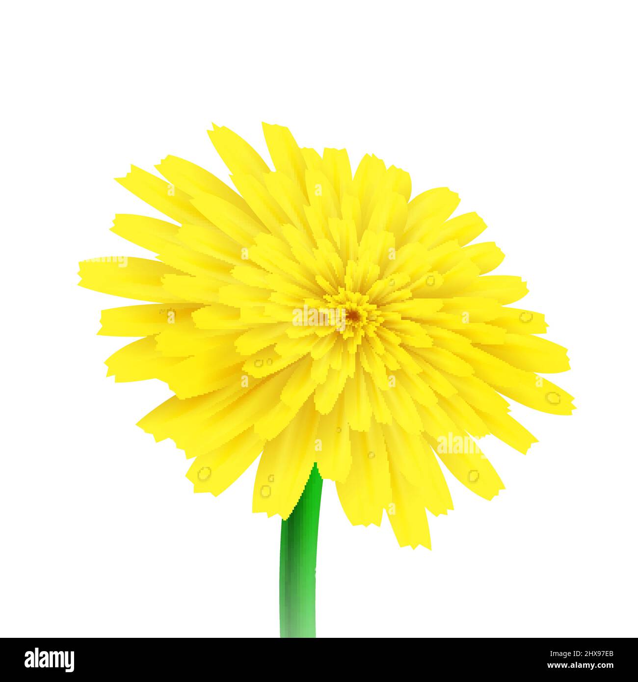 Realistic dandelion flower isolated over white background, vector ...