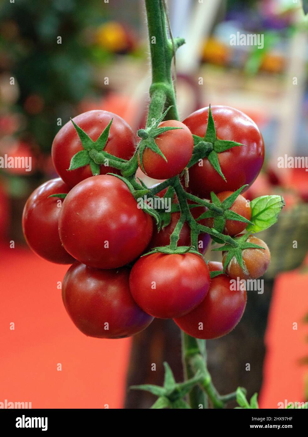 fresh vegetables from Qatar farms Stock Photo - Alamy