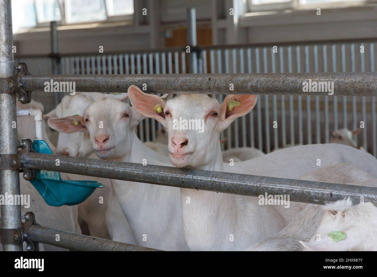 Goats in a goat shed. Domestic goats in the farm. Milk's farm ...