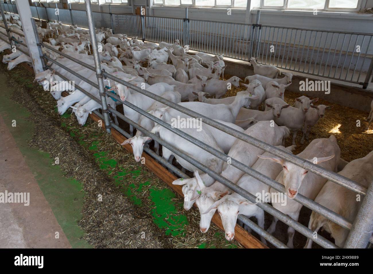 Dairy Goat Farm Layout