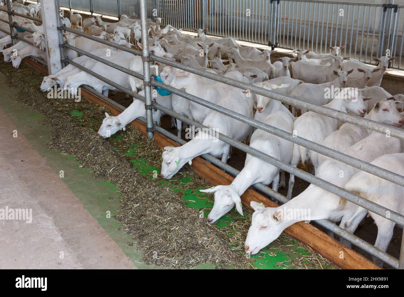 Goats in a goat shed. Domestic goats in the farm. Milk's farm ...