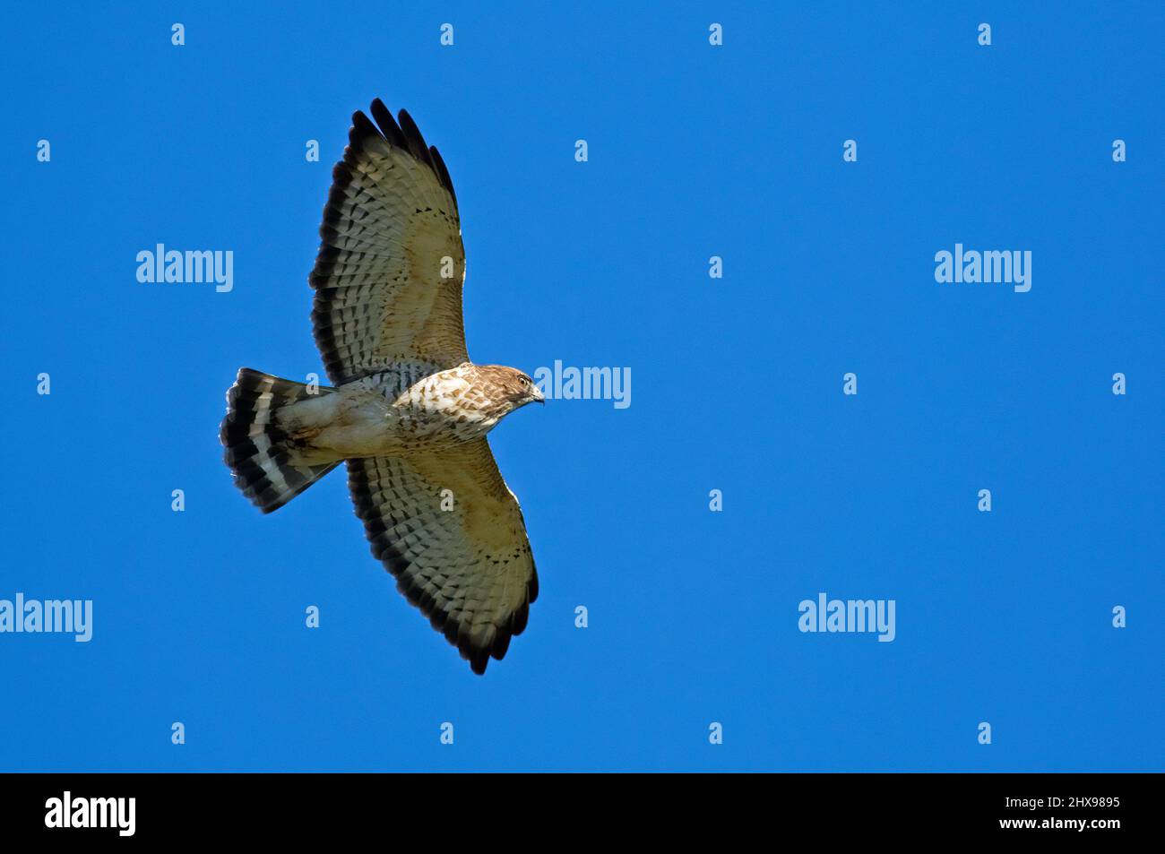 Broad-winged hawk (Buteo platypterus) flight during autumn migration ...