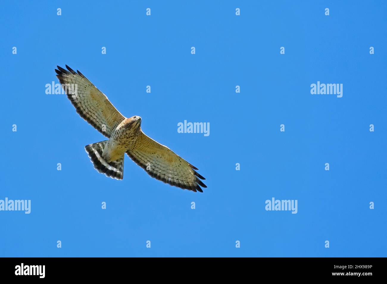 Broad Winged Hawk In Flight