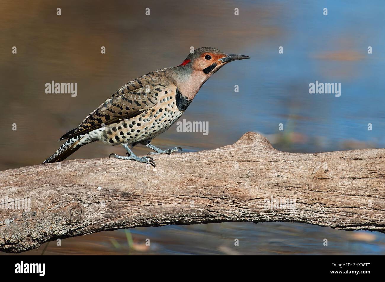 Northern yellow shafted flickers hi-res stock photography and images ...