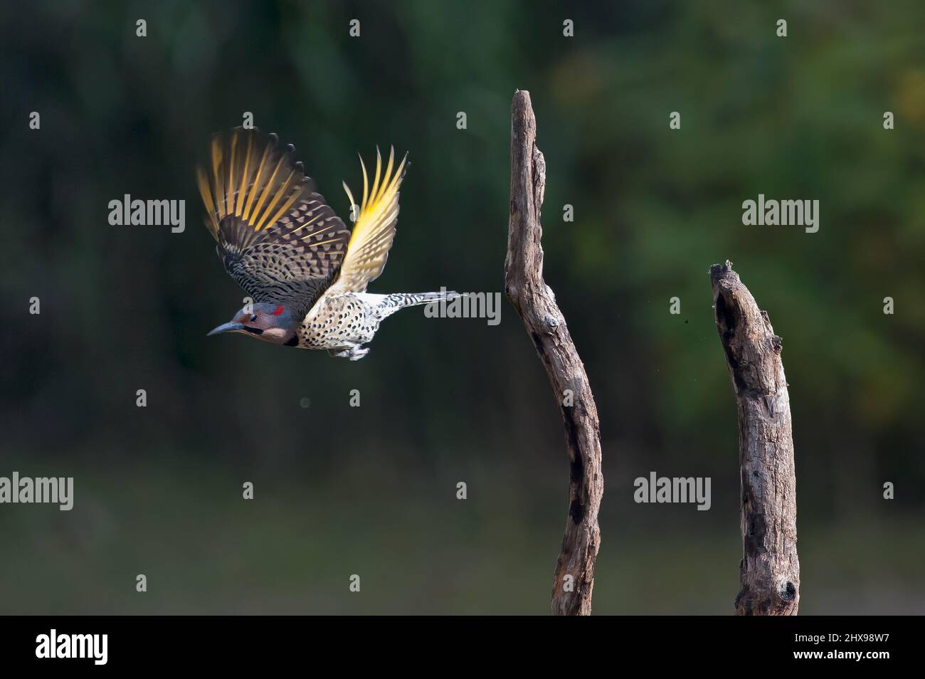 Yellow shafted flickers hi-res stock photography and images - Alamy