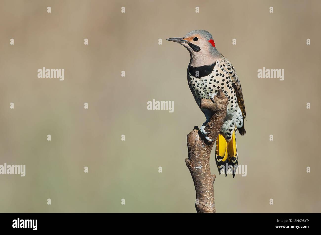 Northern yellow shafted flickers hi-res stock photography and images ...