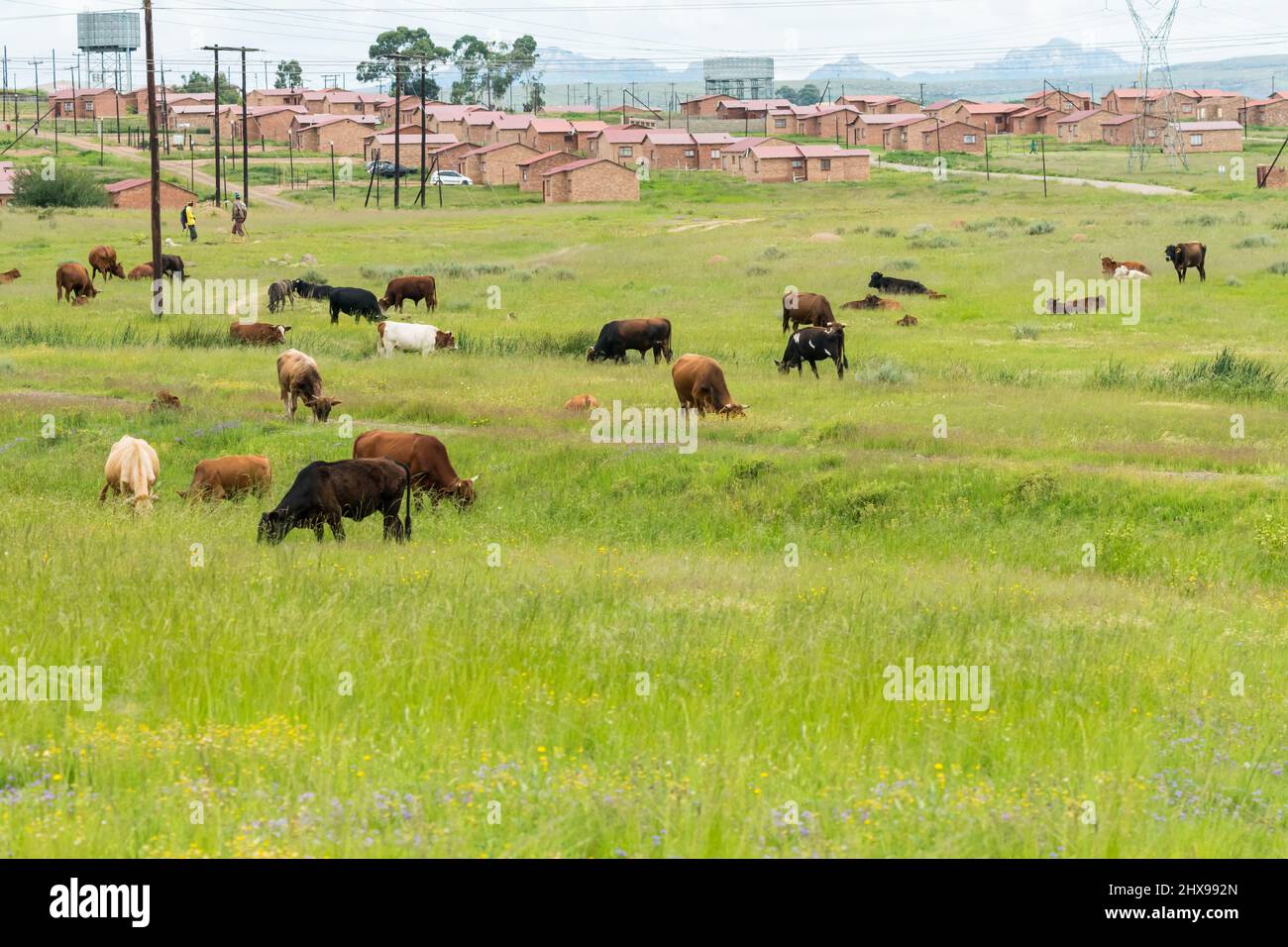 free range beef cattle grazing in green grass in front of houses along ...