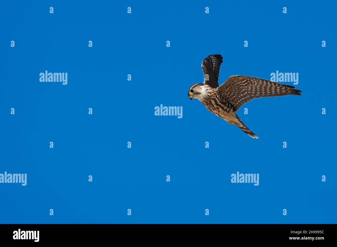 Merlin flight hi-res stock photography and images - Alamy