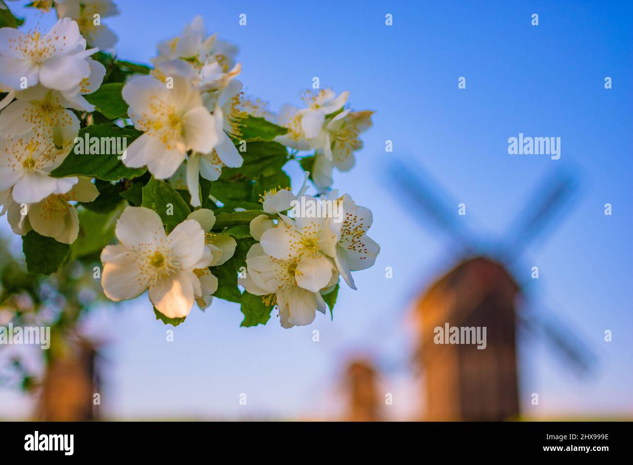 Jasmine flowers on the background of an old mill. The mills are blurred ...