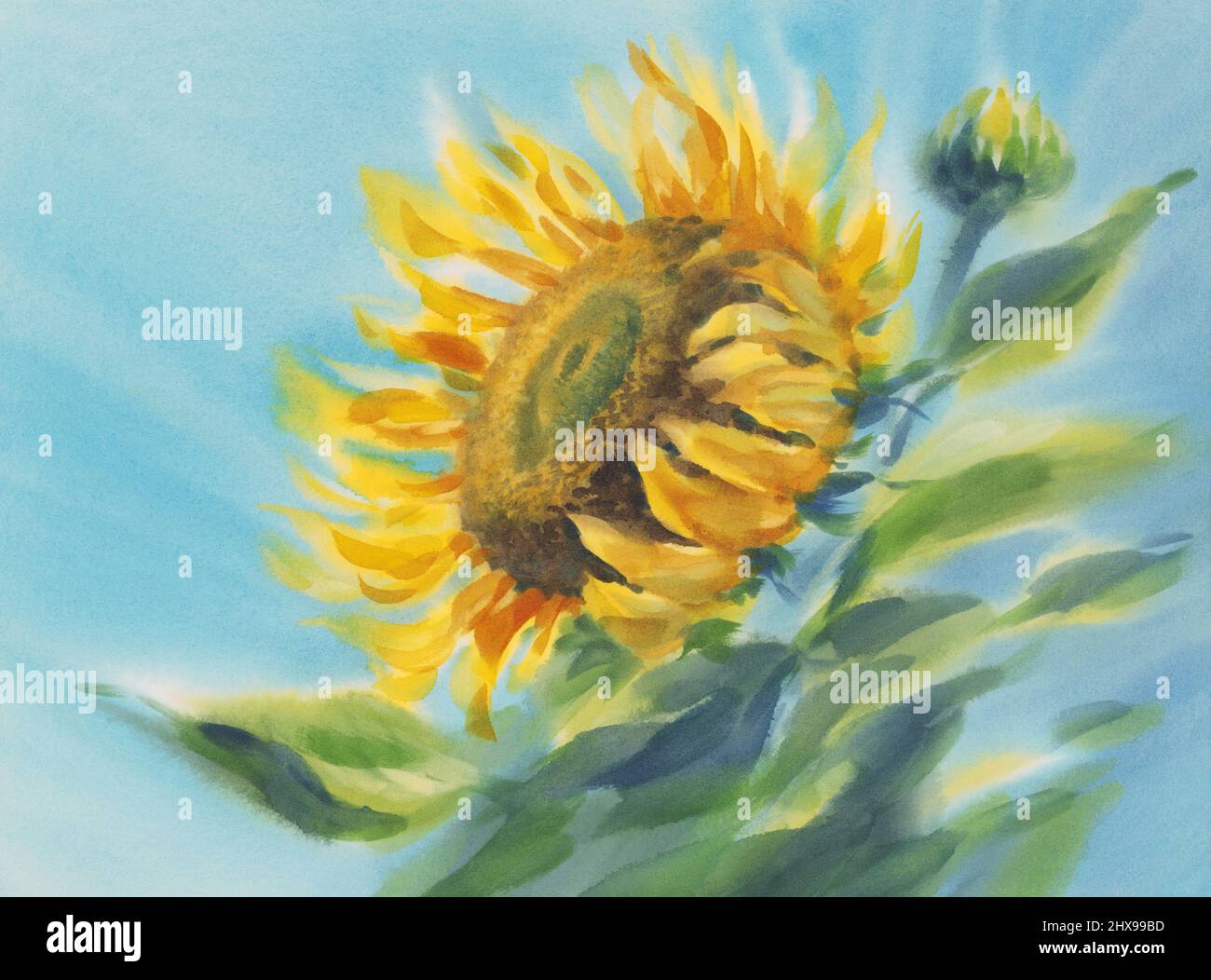 A sunflower closeup in the blue sky watercolor background Stock Photo ...