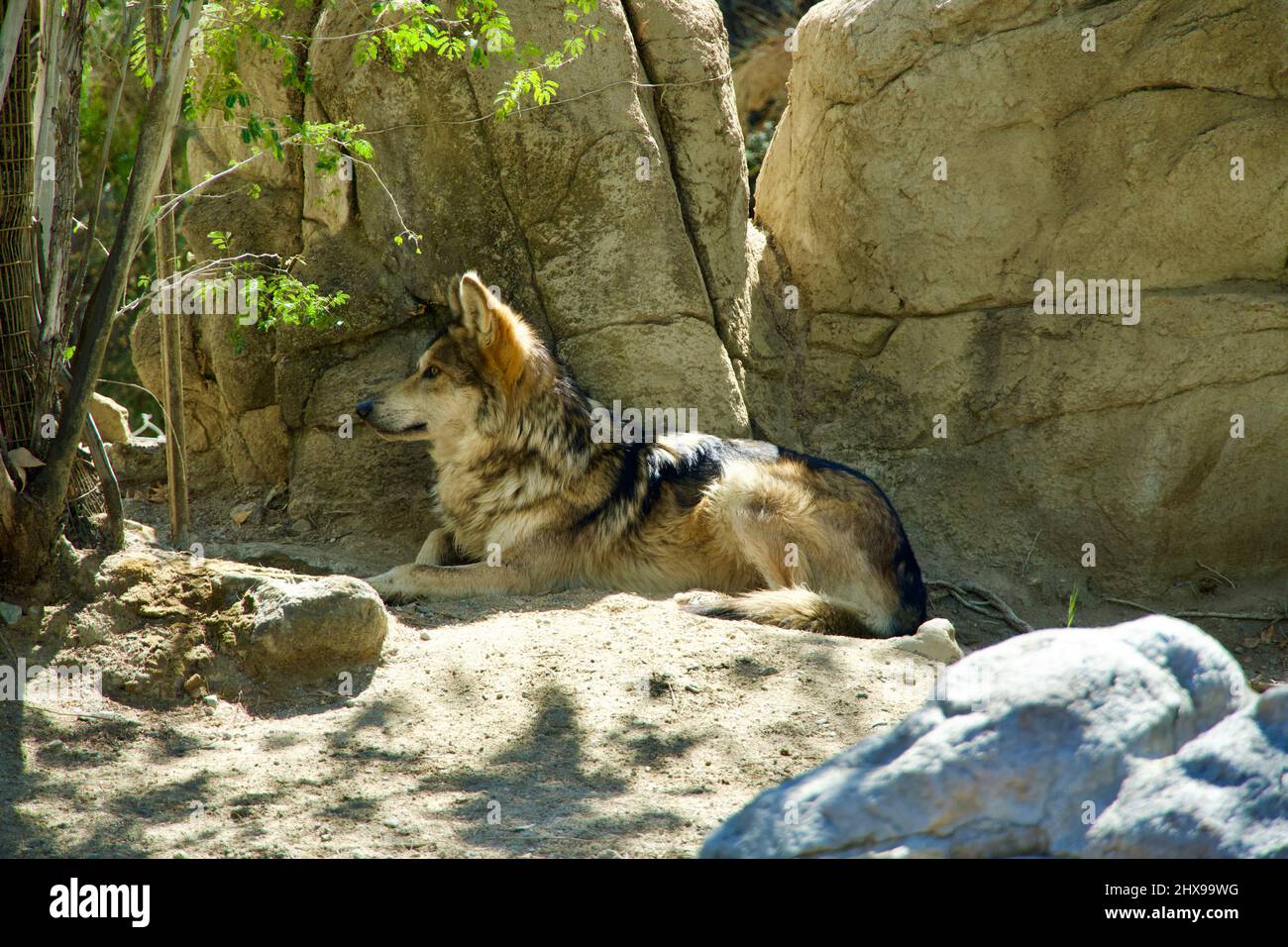 Mexican Grey Wolf at Living Desert Zoo & Gardens Stock Photo - Alamy