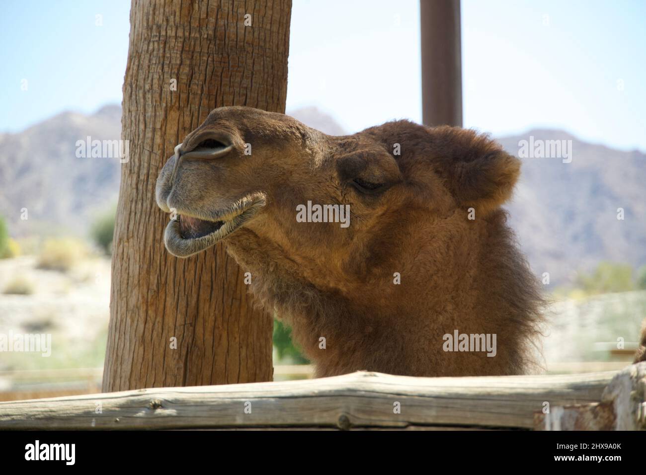 Camel at Living Desert Zoo & Gardens Stock Photo - Alamy
