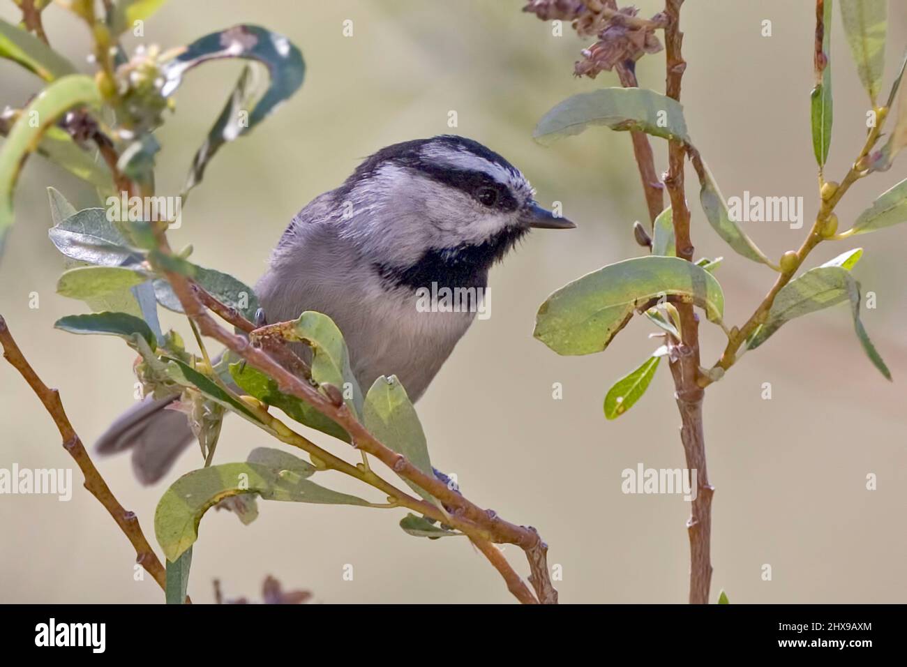 A Mountain Chickadee, Poecile gambeli, perched on branch Stock Photo ...
