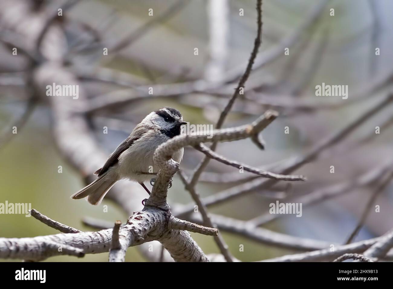 A Mountain Chickadee, Poecile gambeli, perched in tree Stock Photo - Alamy