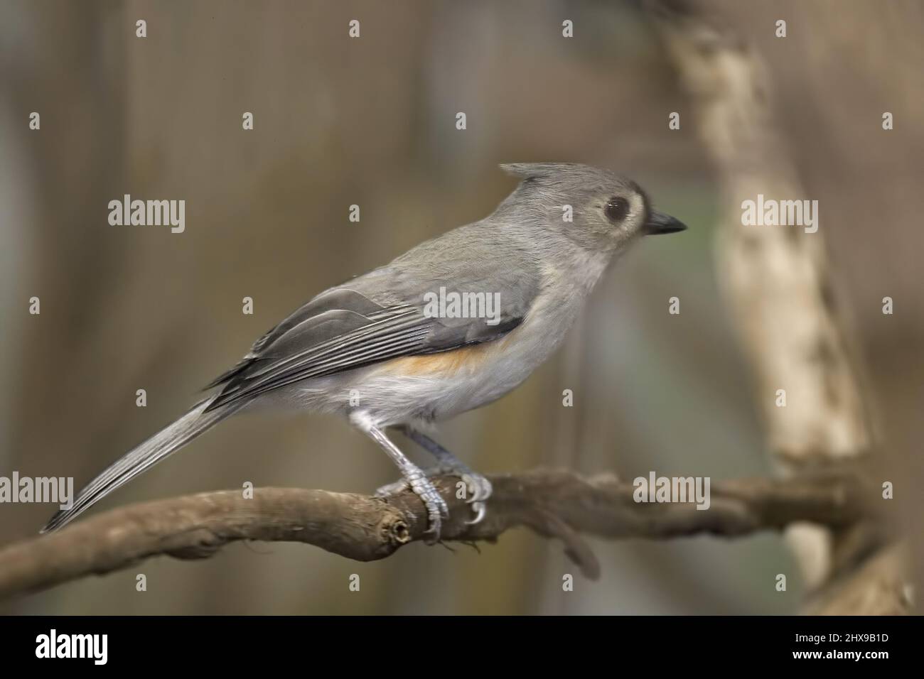 A Tufted Titmouse, Baeolophus bicolor, perched on branch Stock Photo ...