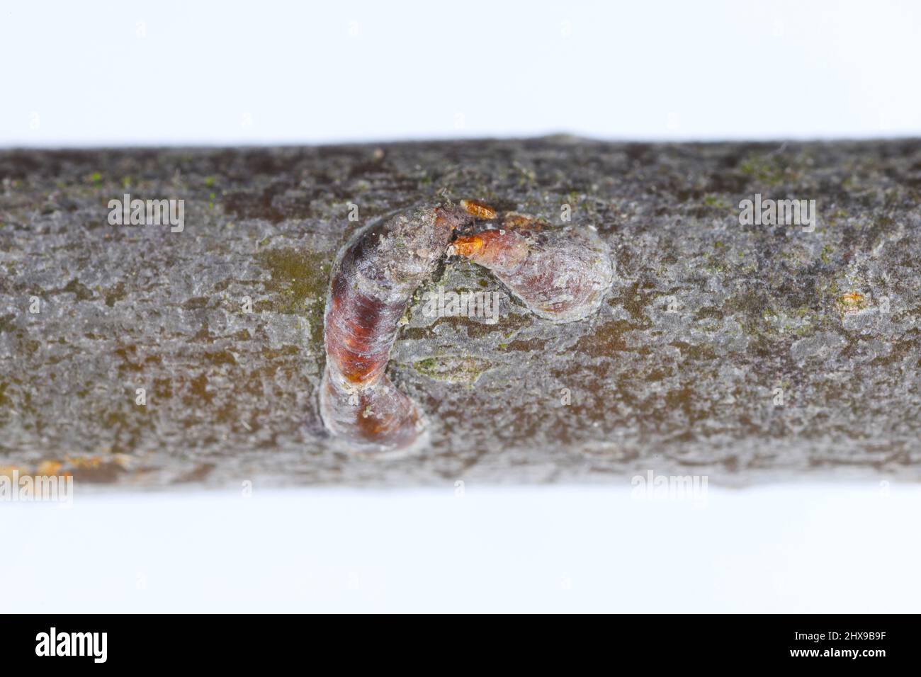 Parasite On Oyster Shell Trees