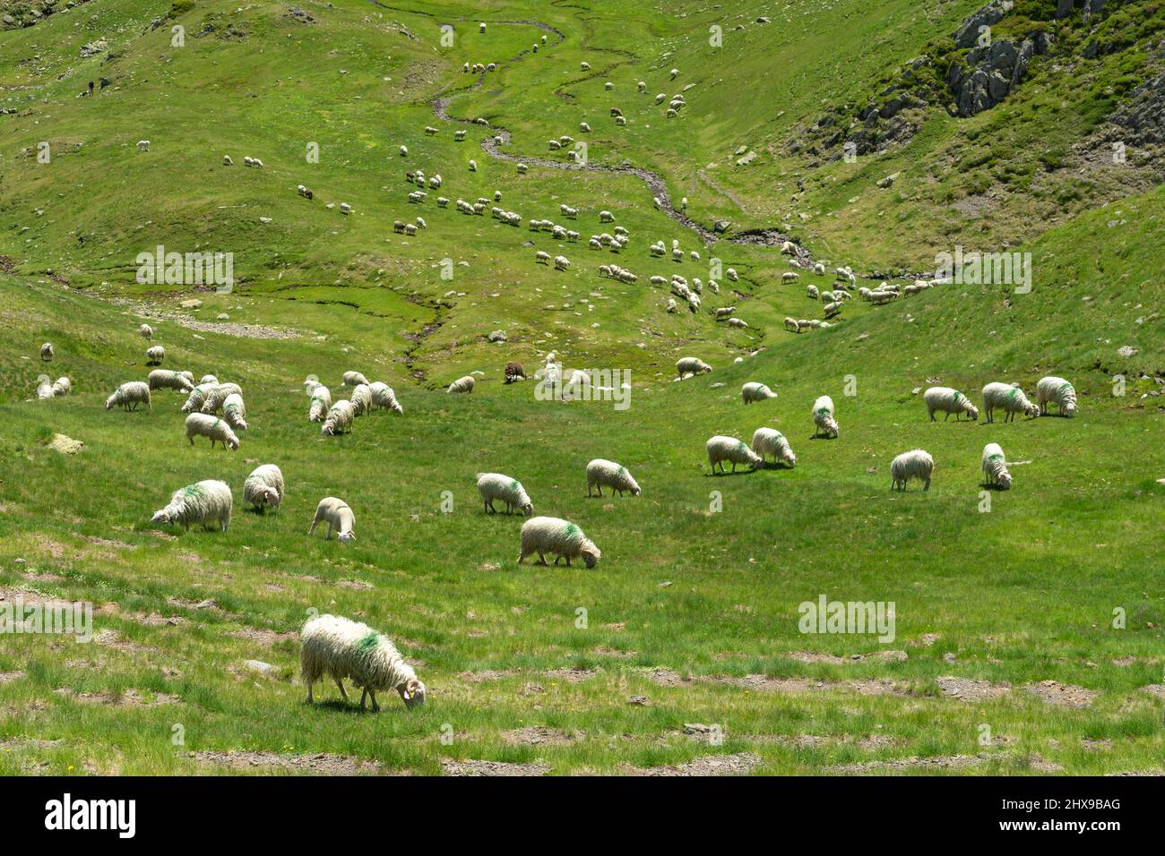 Sheep grazing in the green grasslands of a mountain Stock Photo - Alamy