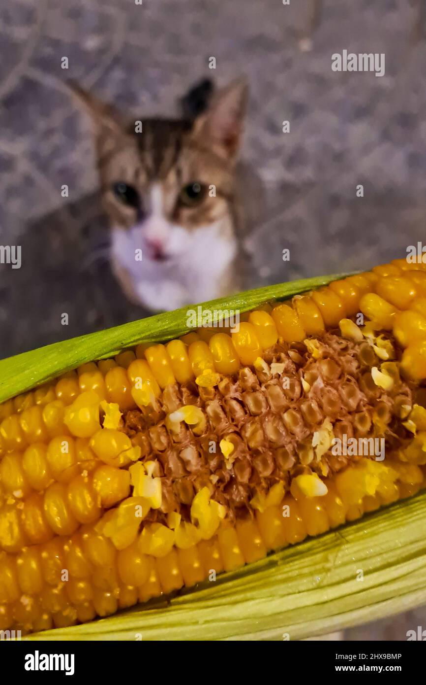 Common cat looking at a corn cob on a street in MDiq (Rincon). Morocco ...