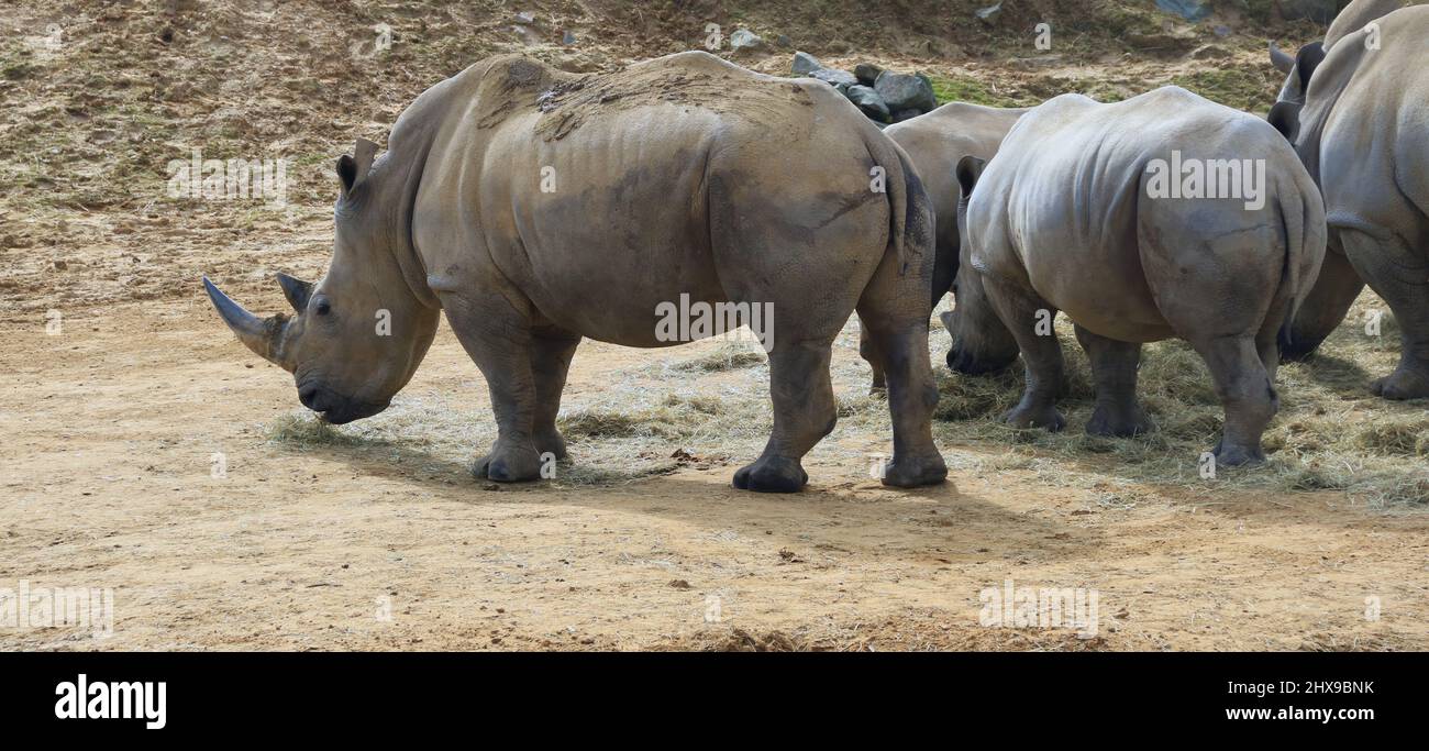White Rhinoceros , Ceratotherium simum simum Stock Photo - Alamy