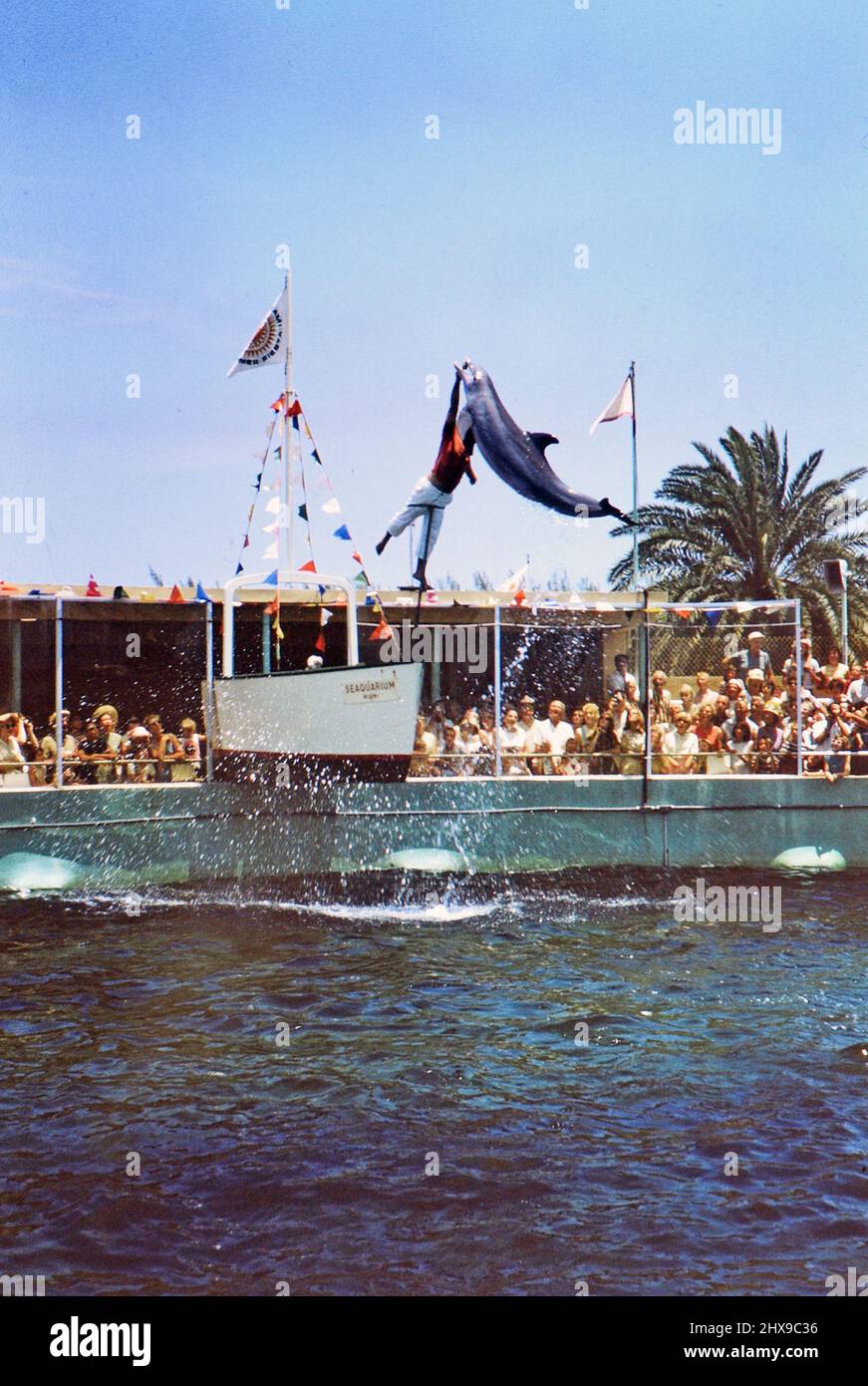 1960s dolphin show hi-res stock photography and images - Alamy