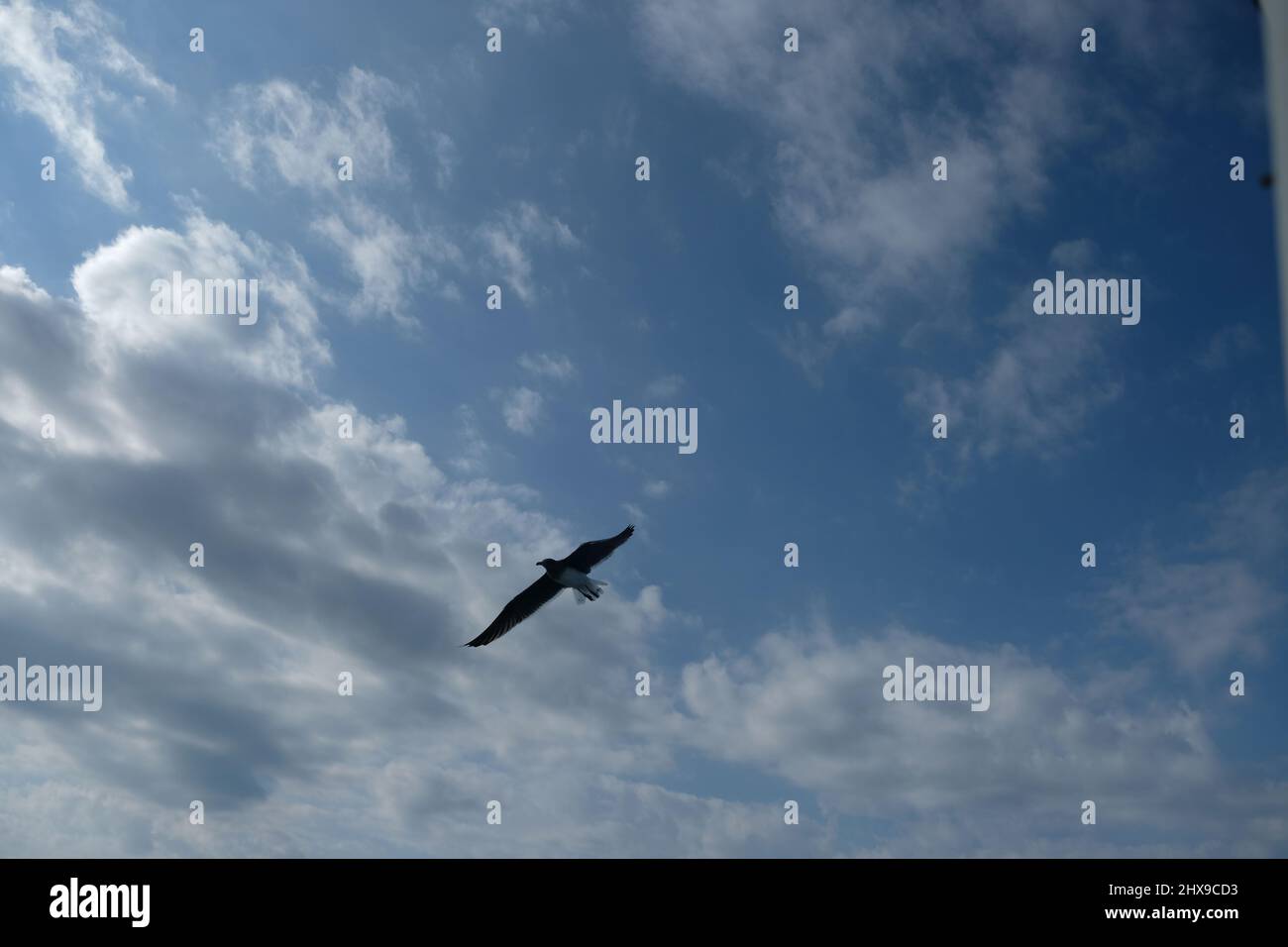 Seagull flying overhead against sky at Umluj Saudi Arabia Stock Photo ...