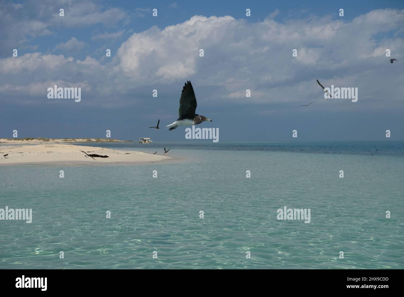Flying Seagull at Archipelago near Umlug, Saudi Arabia Stock Photo - Alamy