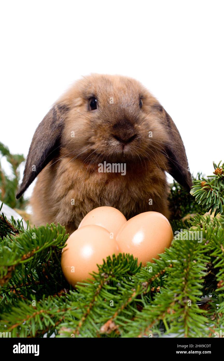 Lop-eared rabbit sitting in branches of fir-tree near three eggs Stock ...
