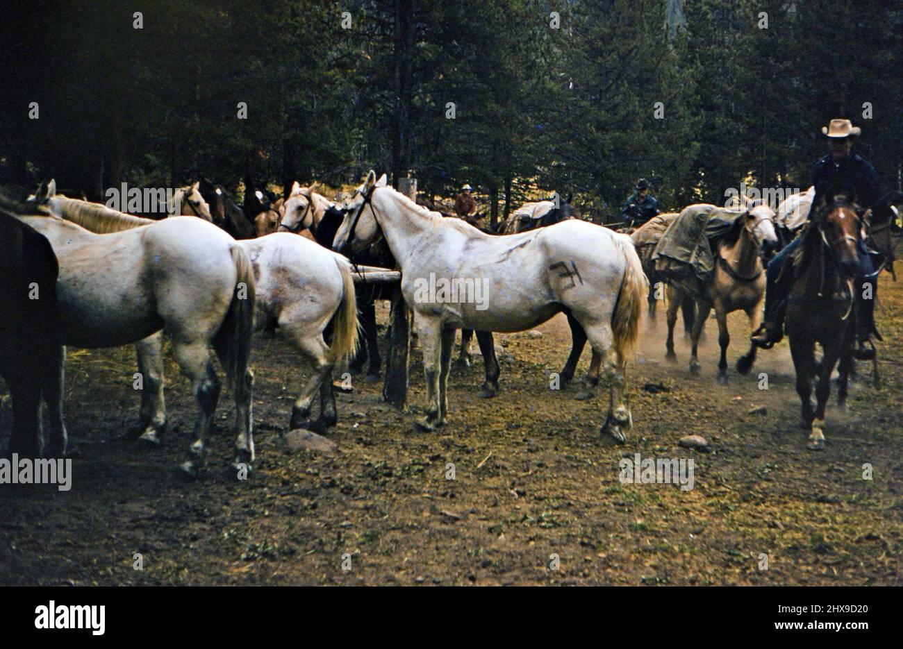 1950s cowboy with pack horses and unsaddled horses ca. 1955-1959 Stock ...