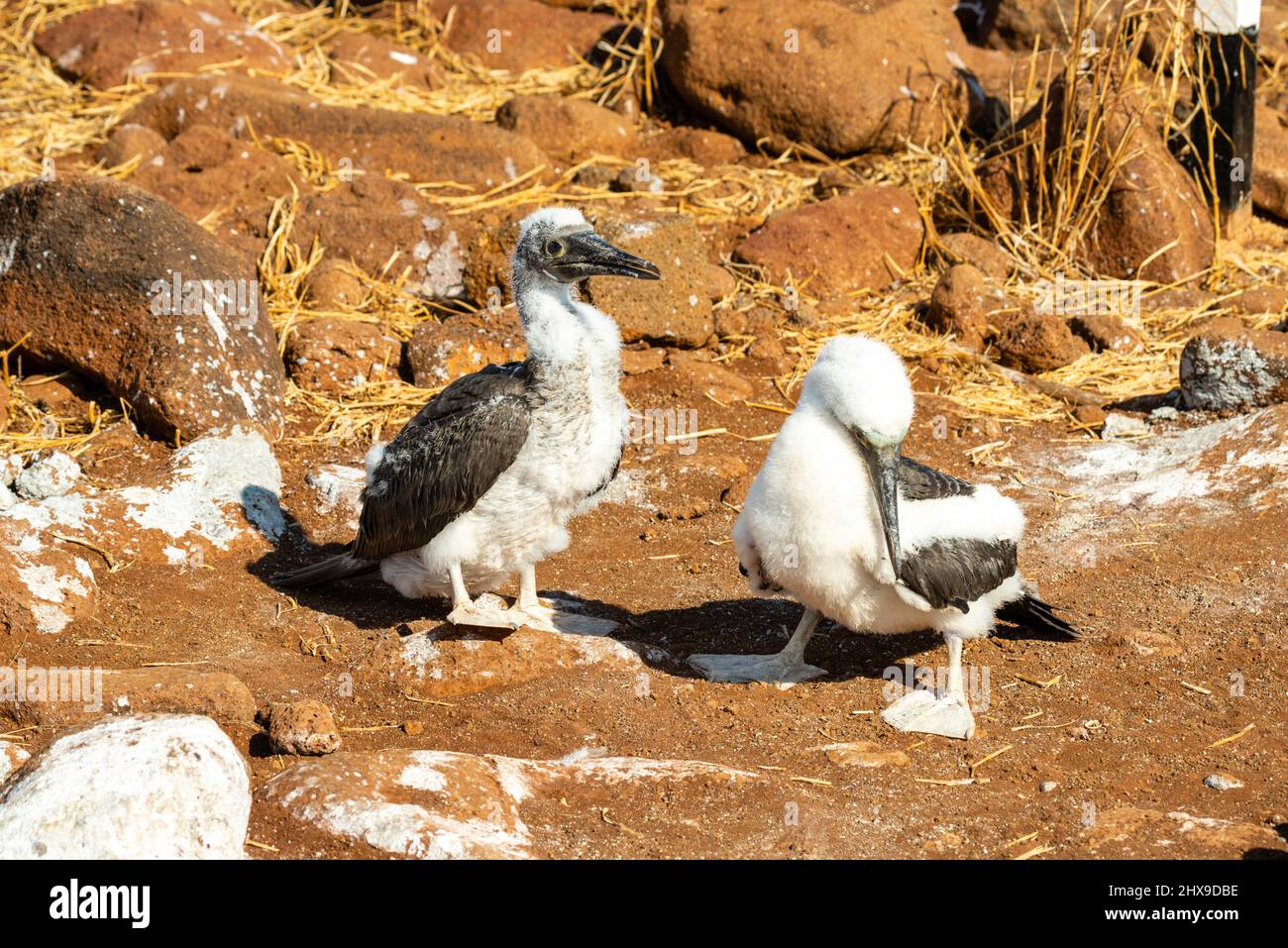 Blue-footed Booby chicks (Sula nebouxii) on Isla Seymour Norte ...