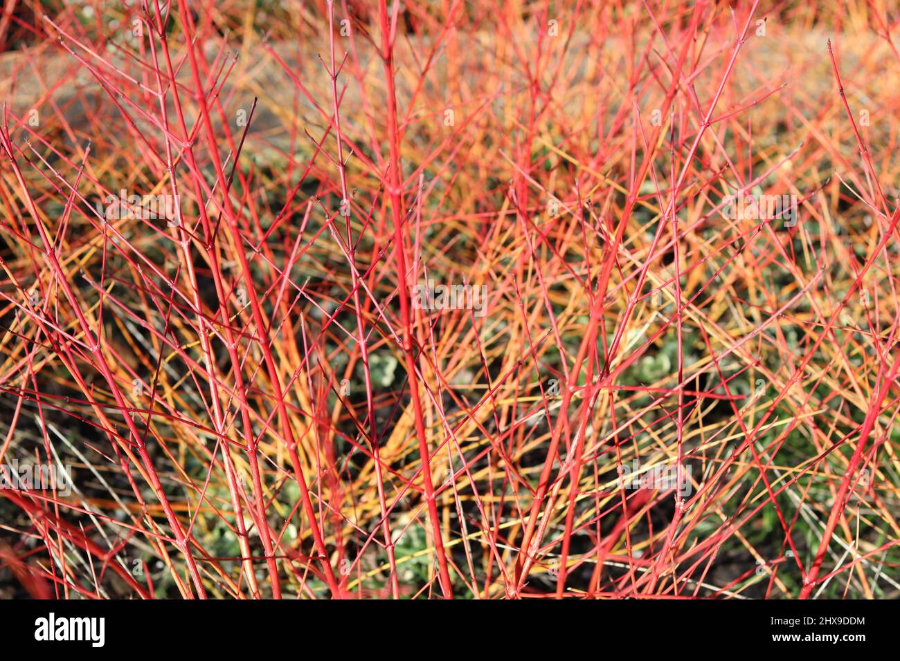 Architectural cornus shrub with red and orange stems without foliage in ...