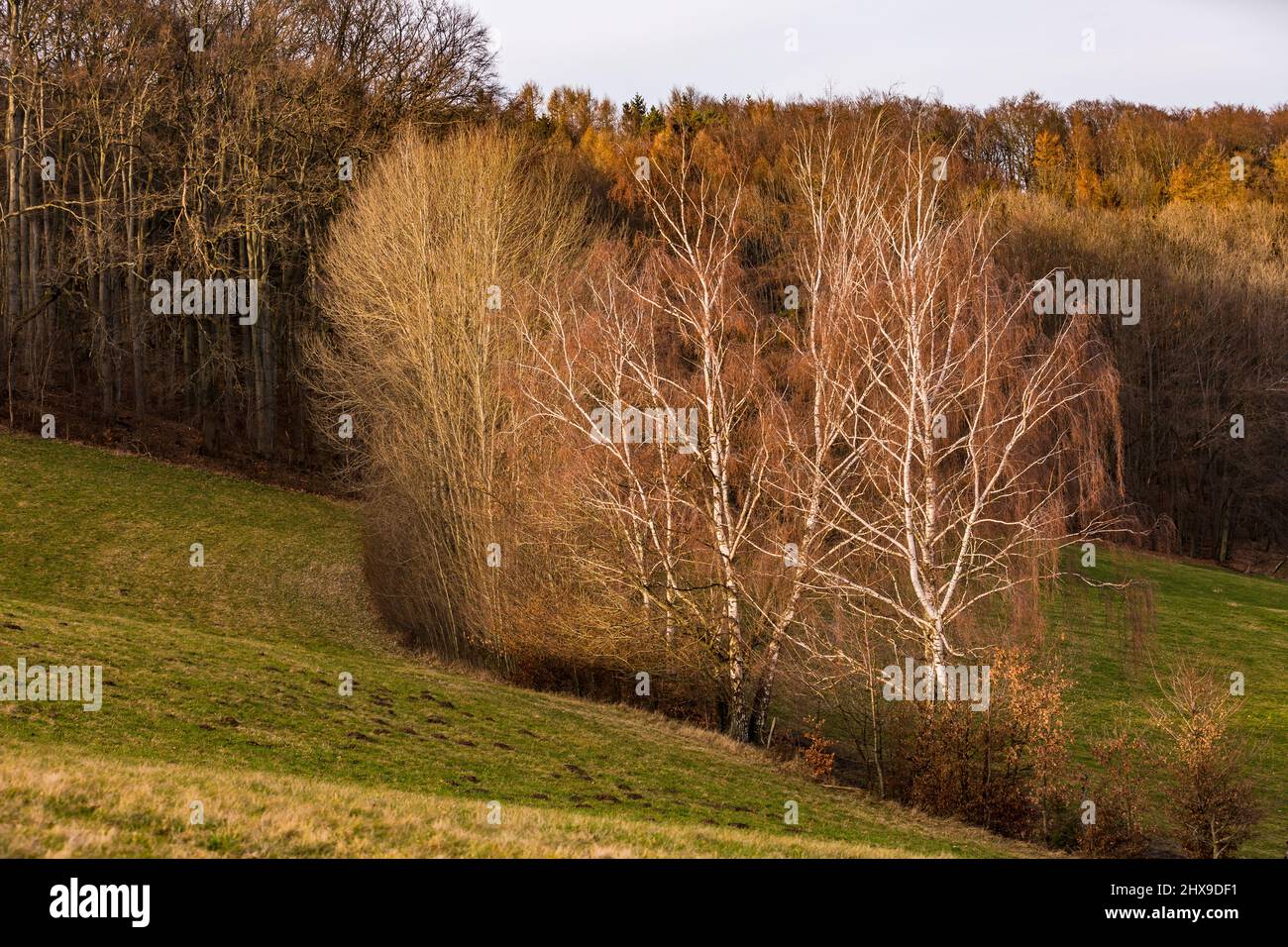 Rural landscape with hills, trees and bushes along a row of birch trees ...