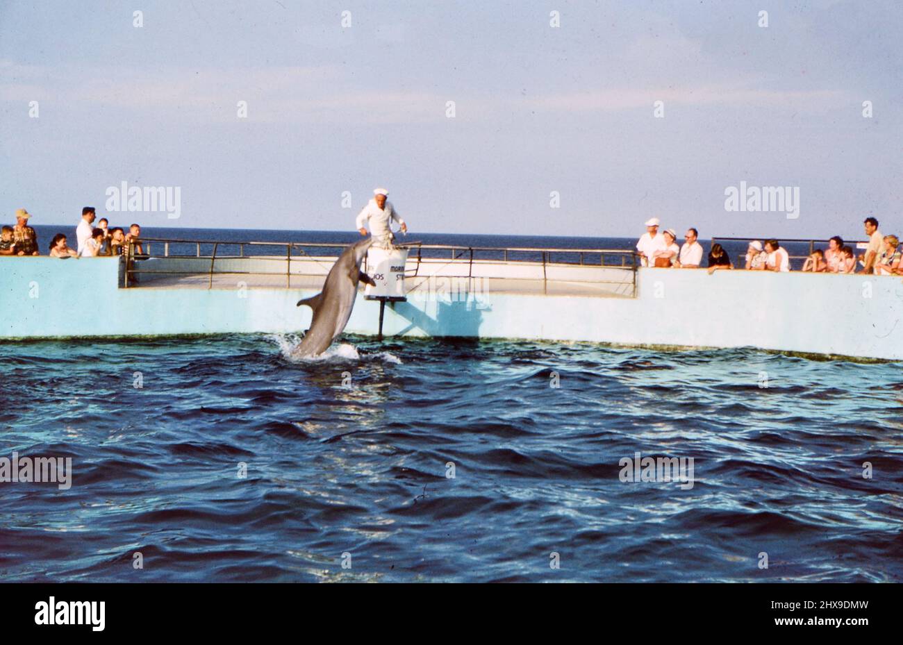 Archival dolphin show hi-res stock photography and images - Alamy