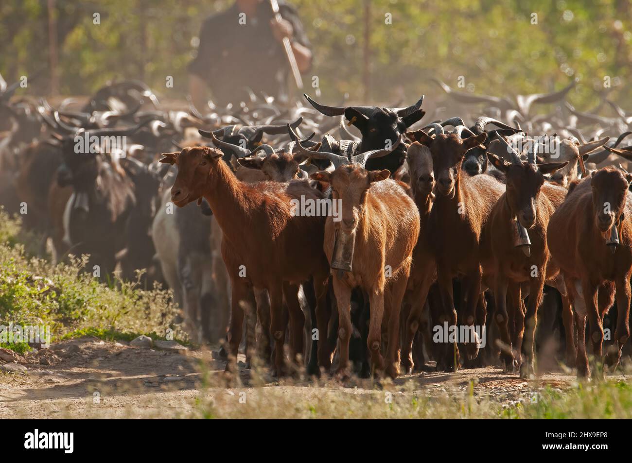 A Spanish goatherd. Goatherder herding his goats in the Gredos ...