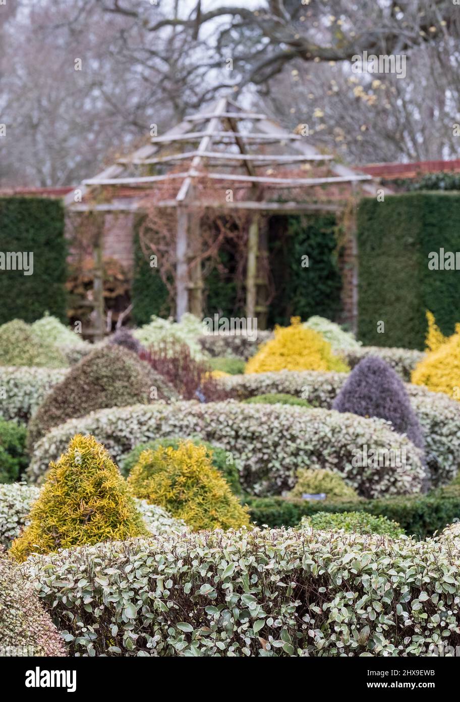The formal Knot Garden with neat clipped cone shaped topiary bushes and ...