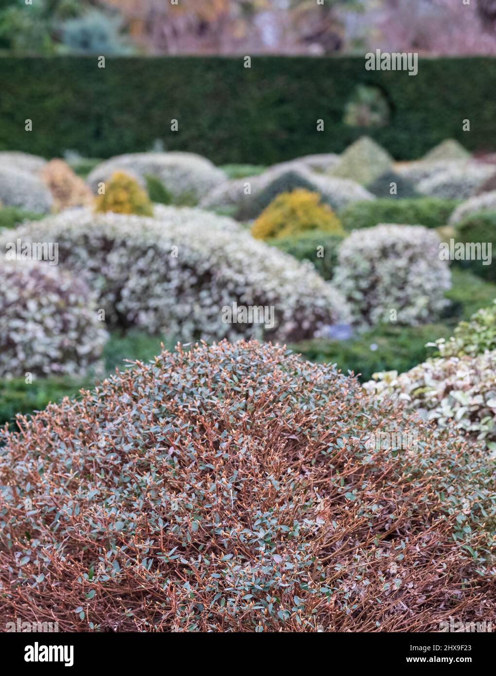 The formal Knot Garden with neat clipped cone shaped topiary bushes and ...