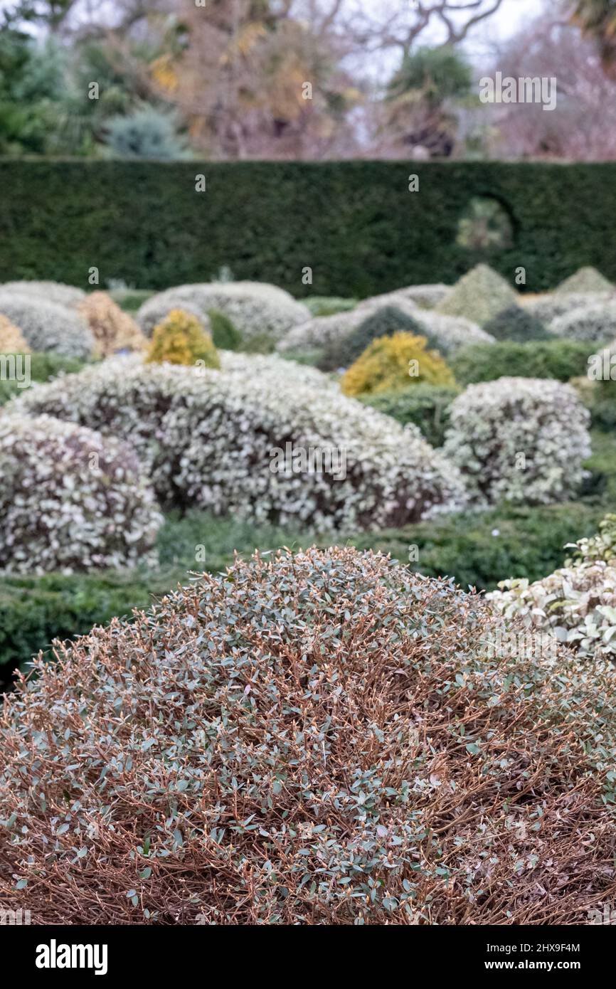 The formal Knot Garden with neat clipped cone shaped topiary bushes and ...