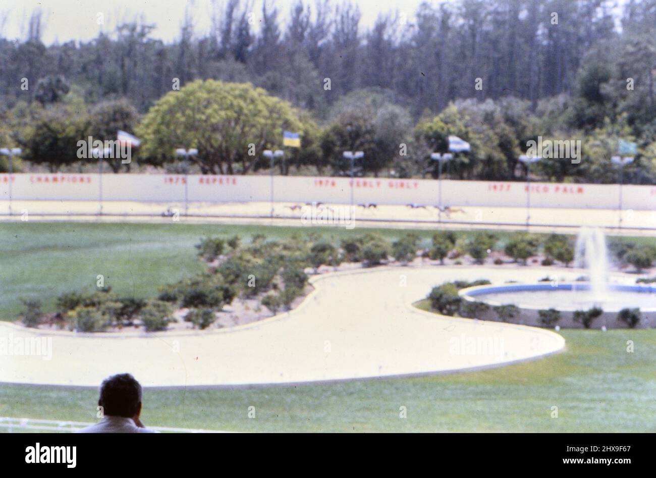 Dogs racing at the Naples Ft. Myers dog racing track ca. 1981 Stock ...