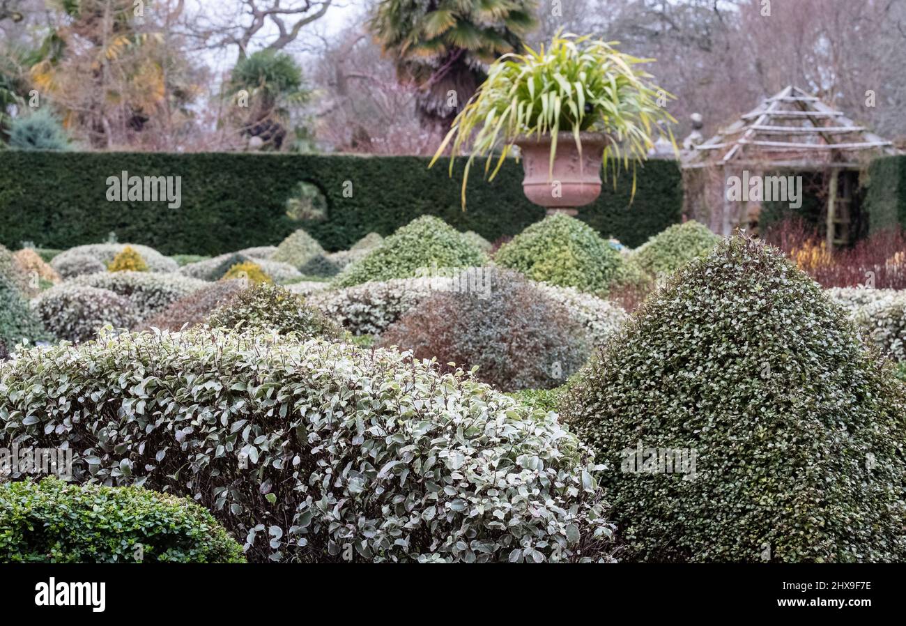The formal Knot Garden with neat clipped cone shaped topiary bushes and ...