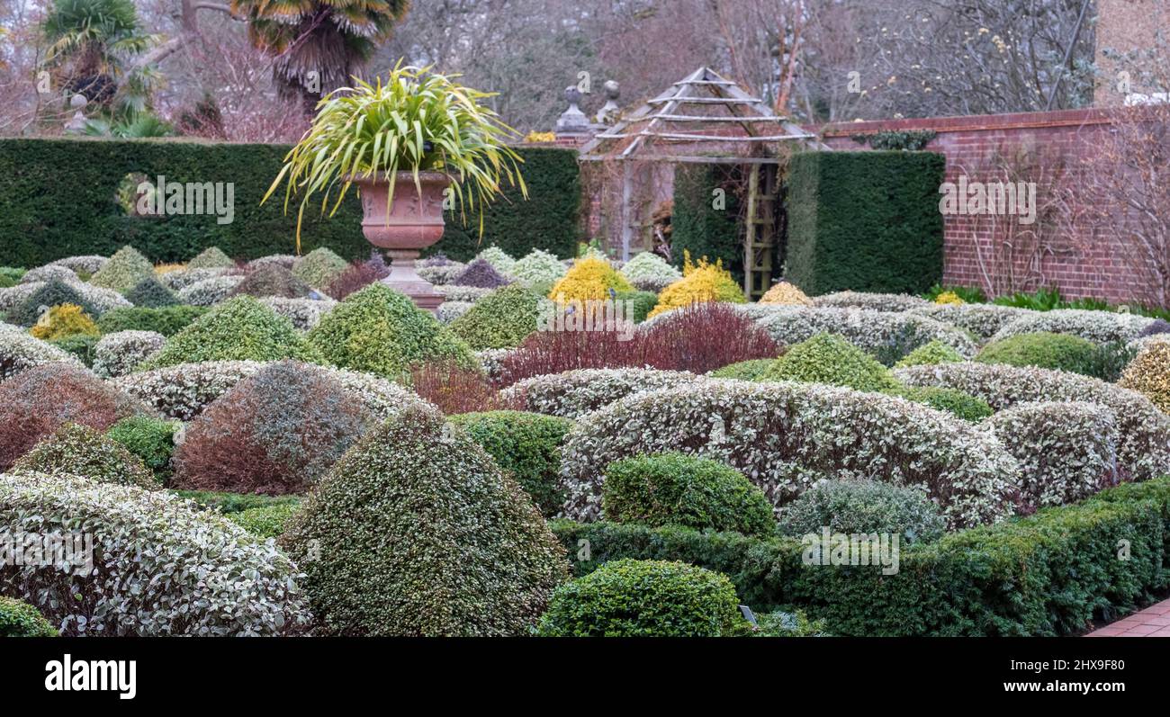 The formal Knot Garden with neat clipped cone shaped topiary bushes and ...