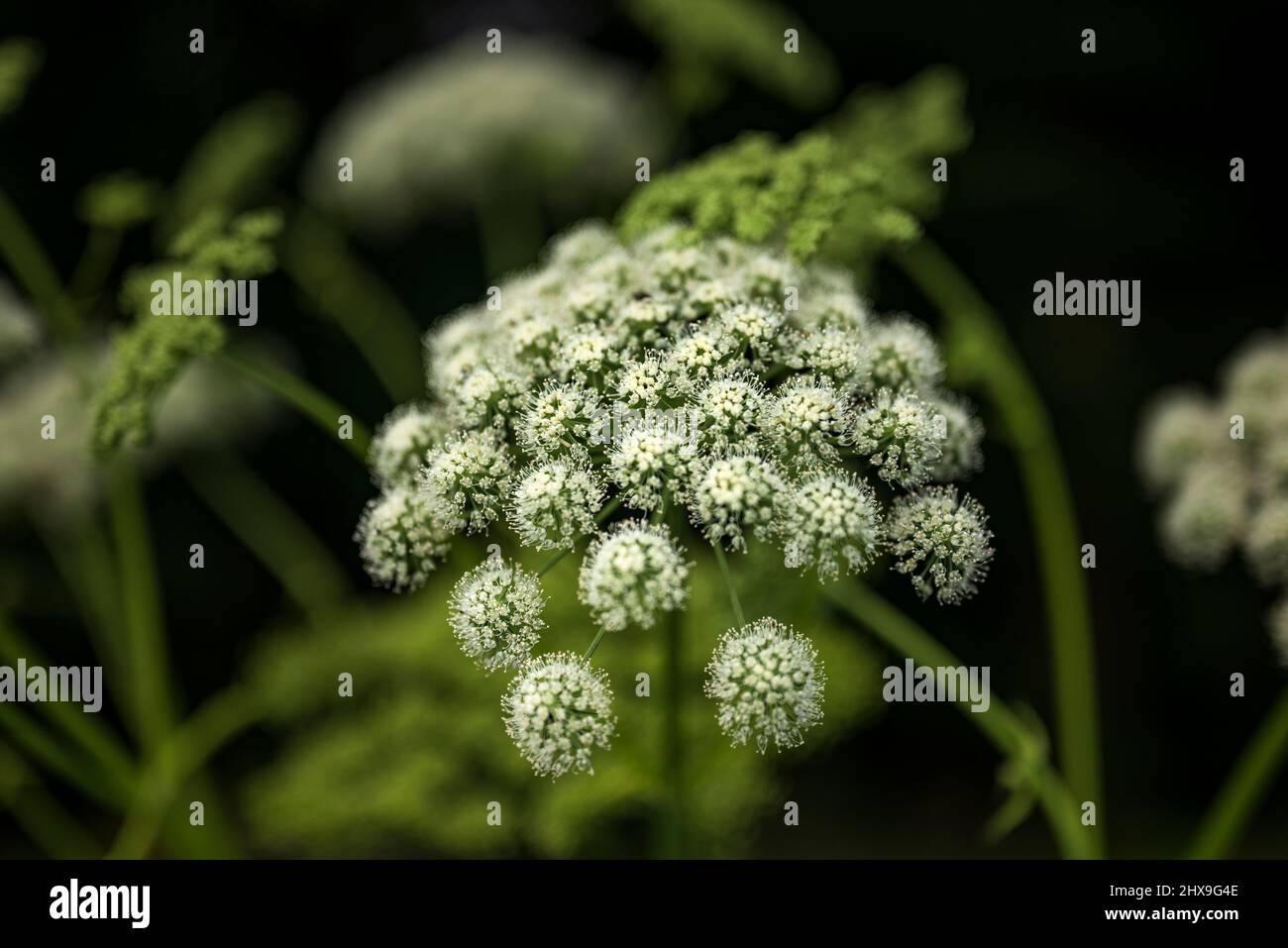 Close up of blooming wild angelica (Angelica sylvestris), a species of ...