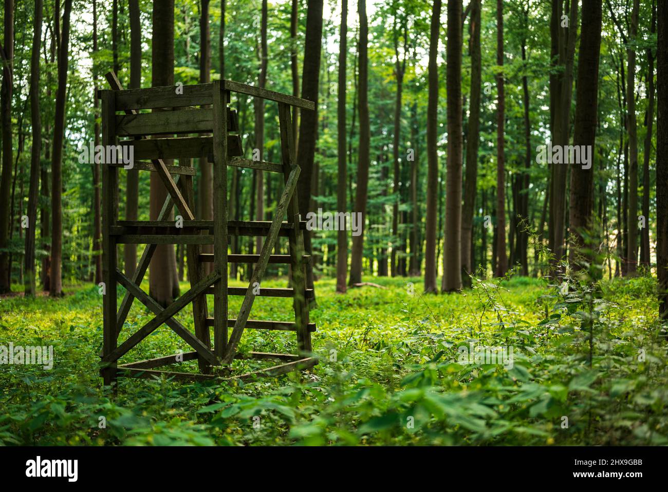 Wooden perch (high seat) for hunters in a lush green beech forest ...