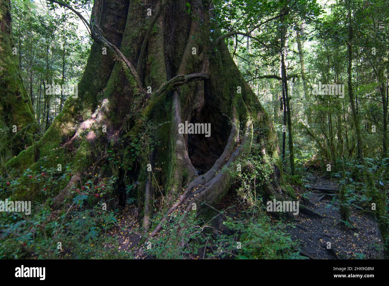 Old huge rainforest tree with hole, mossy woods in inner forest of ...